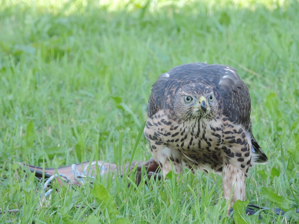 Young Goshawks :: goshawksfarm
